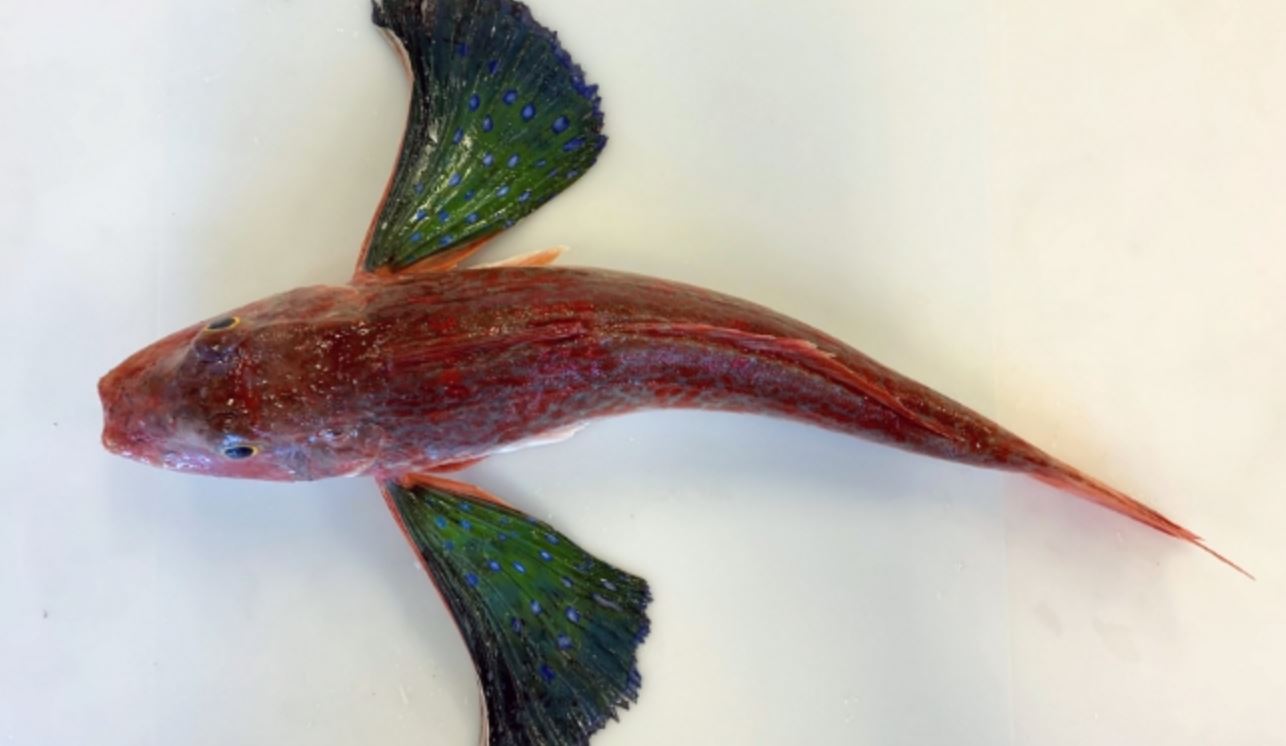 魚介類詳細_常磐ものを知る - ふくしま常磐ものNAVI