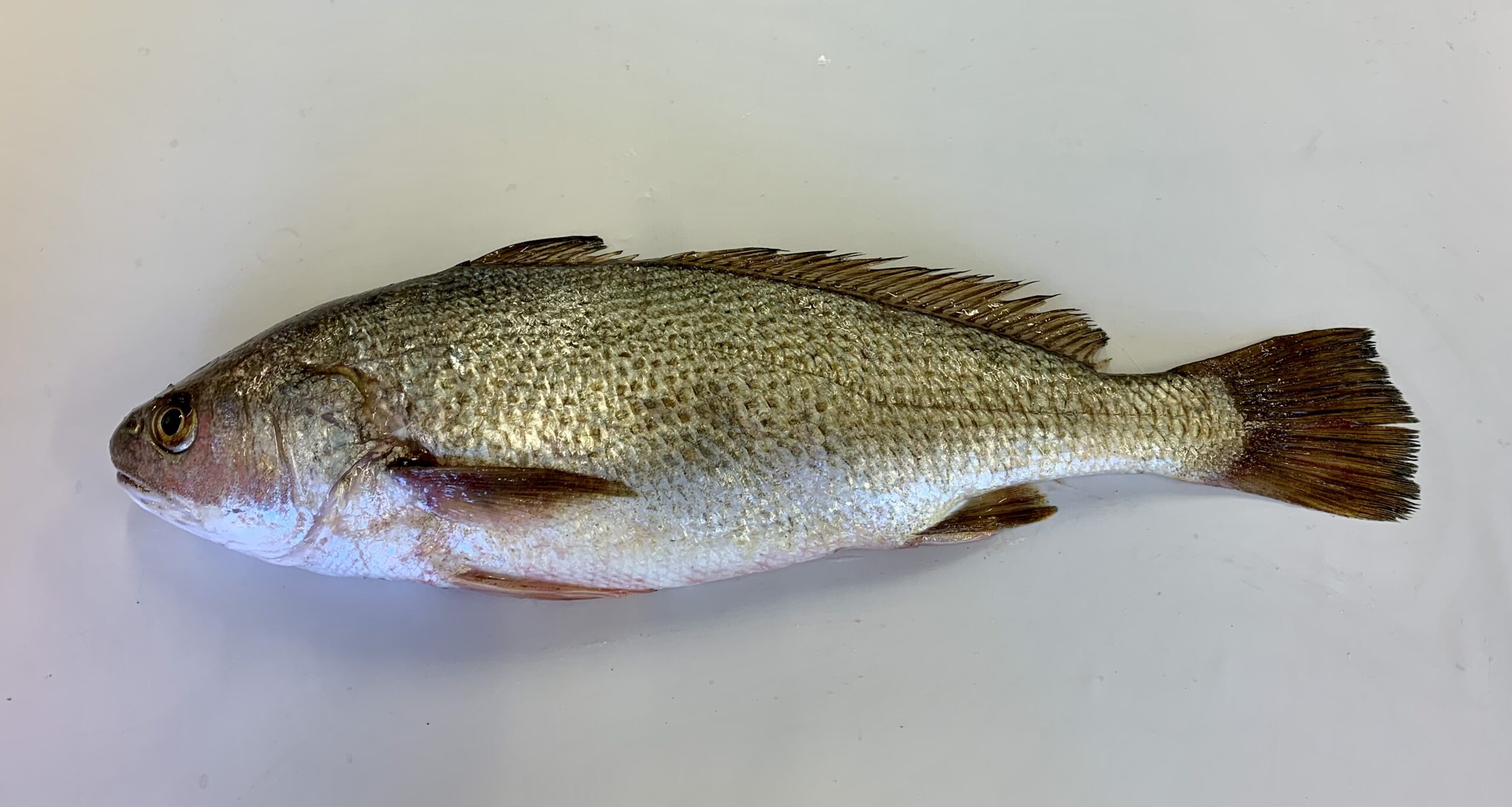 魚介類詳細_常磐ものを知る - ふくしま常磐ものNAVI