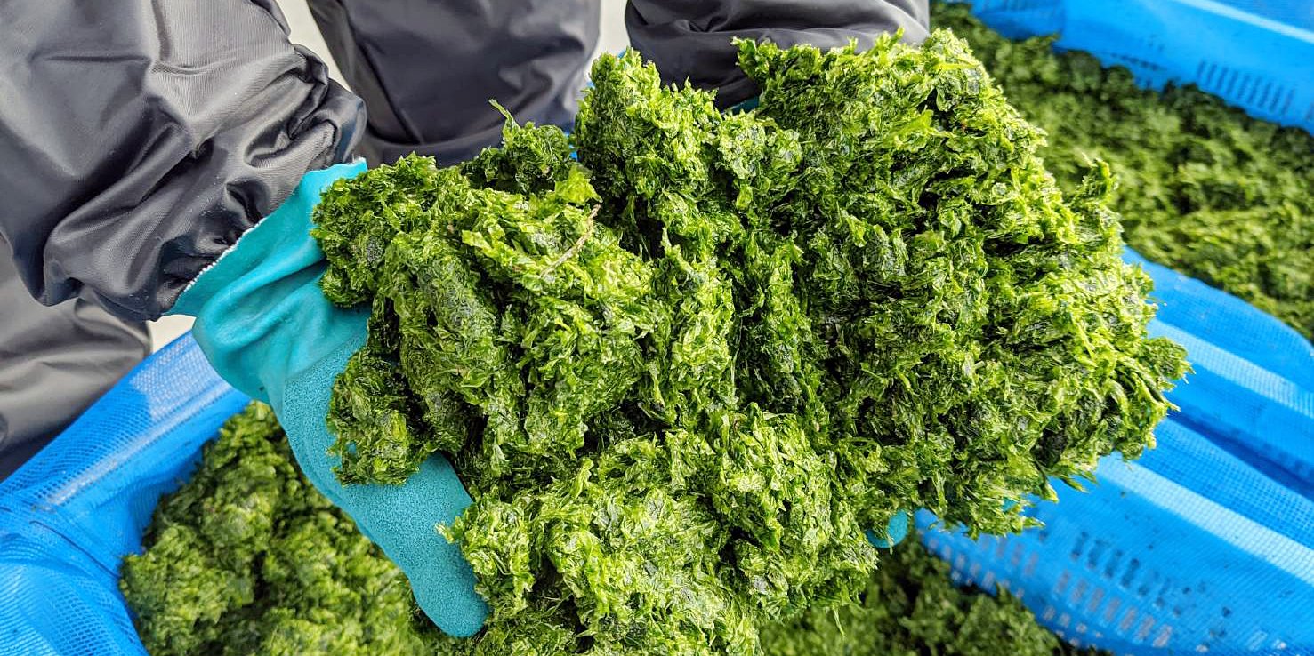 魚介類詳細_常磐ものを知る - ふくしま常磐ものNAVI